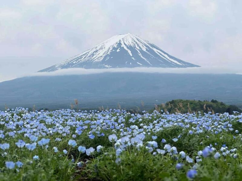 Tokyo: Mount Fuji and Lake Yamanaka Day Trip with Pickup - Who Will Appreciate This Tour?