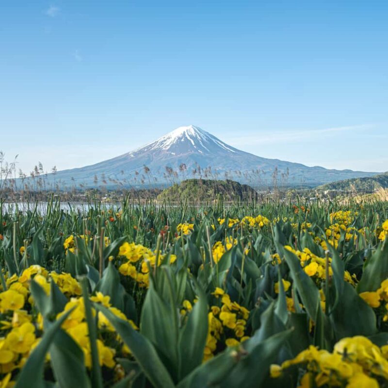 Tokyo: Mount Fuji, Chureito Pagoda Private Tour Customizable - The Heart of the Experience: What Youll See and Do