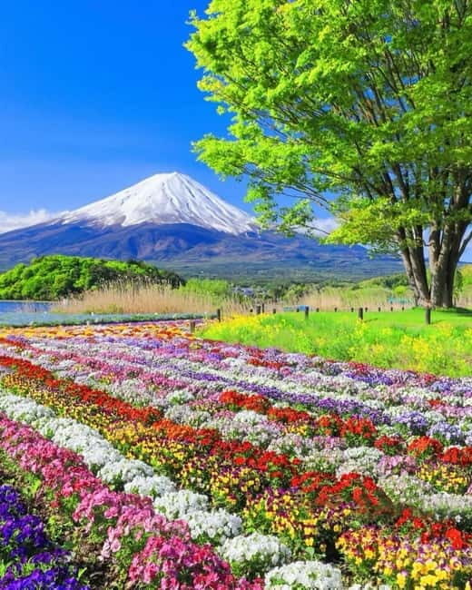 Tokyo: Mount Fuji Day Trip with Scenic & Local Stops - Key Points