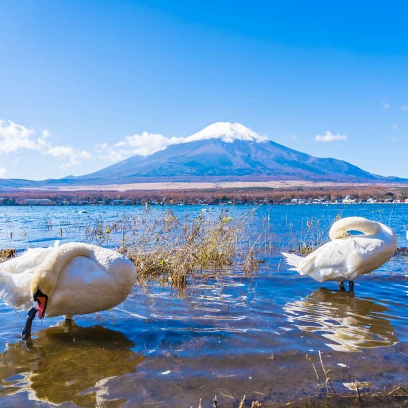 Tokyo: Mount Fuji Private Fully Customizable Itinerary Tour - The Value of a Private, Customizable Experience