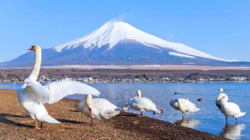 Tokyo: Mount Fuji Views and KABA Amphibious Bus Day Tour - The Sum Up