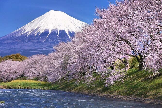 Tokyo: Mt. Fuji Cherry Blossoms and Tea picking Tour - What Makes This Tour Stand Out