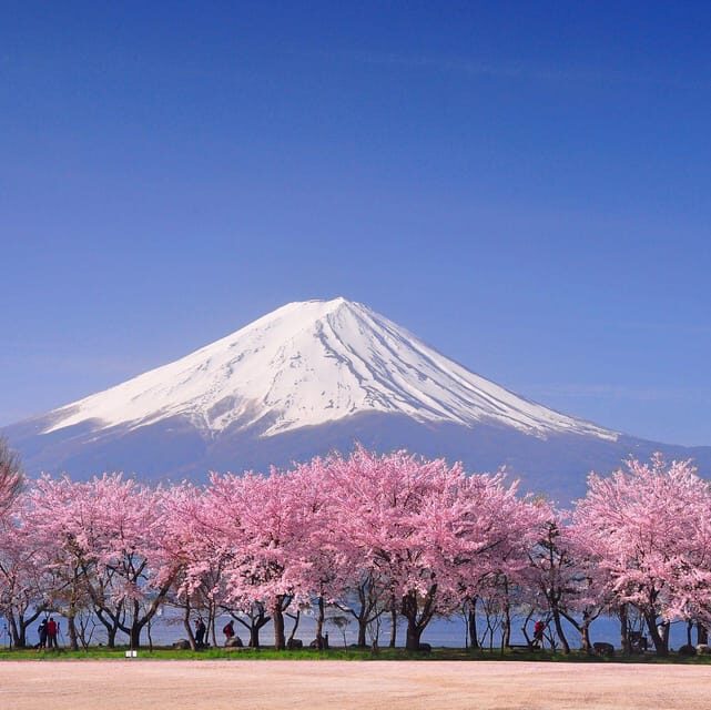 Tokyo: Mt. Fuji & Hakone Cherry Blossoms Private Day Tour - An In-Depth Look at the Tour Itself