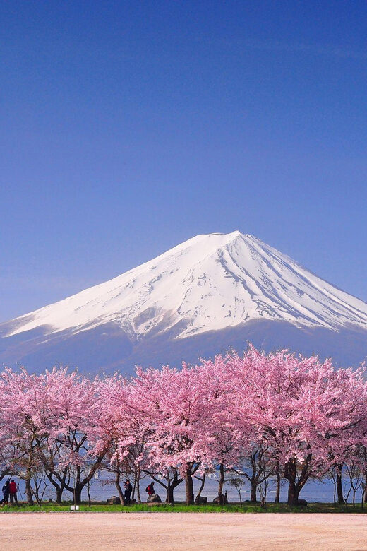 Tokyo: Mt. Fuji & Hakone Cherry Blossoms Private Day Tour - FAQ