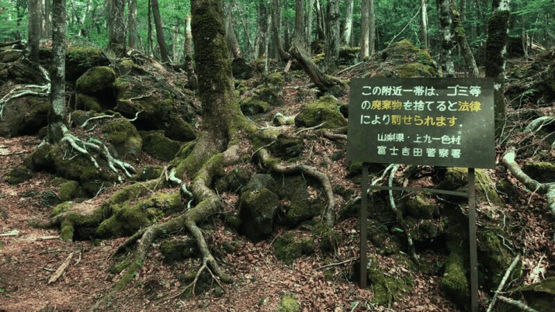 Tokyo: Mt. Fuji Hidden Gems and Aokigahara Forest Tour - An In-Depth Look at What Makes This Tour Special