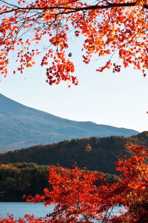 Tokyo: Mt. Fuji Hidden Gems and Aokigahara Forest Tour - Who Will Enjoy This Tour?