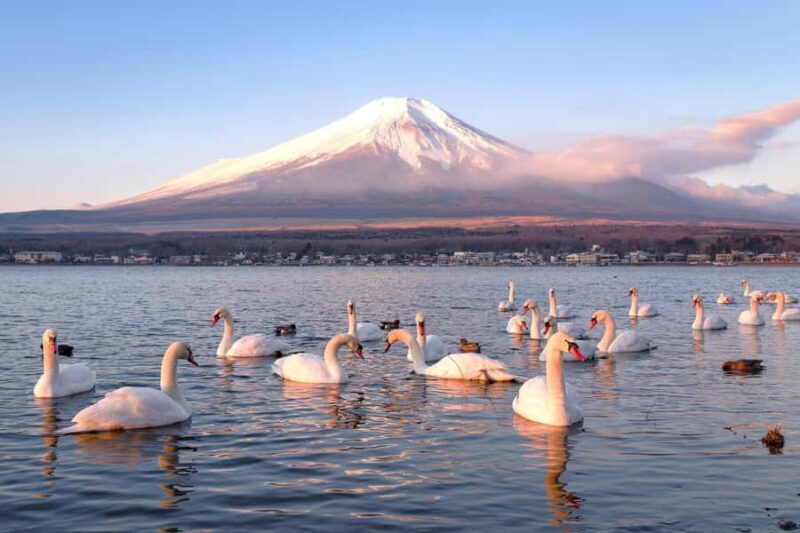 Tokyo: Mt. Fuji & Lake Kawaguchi Small Group Tour - 6 Spots - Who Should Take This Tour?