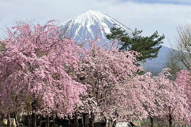 Tokyo: Mt. Fuji & Lake Kawaguchiko 1Day Bus Tour with Lunch - Practical Aspects and What To Expect