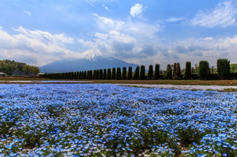 Tokyo: Mt. Fuji Photo Spots, Pink Moss & Cherry Blossom Tour - Discovering Mt. Fuji’s Spring Charm