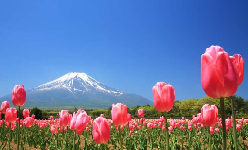Tokyo: Mt. Fuji Photo Spots, Pink Moss & Cherry Blossom Tour - Who Should Take This Tour?