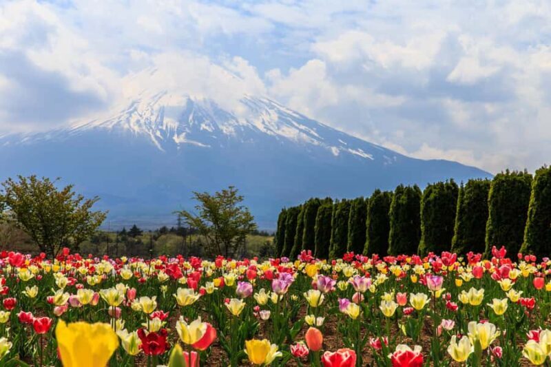 Tokyo: Mt. Fuji Photo Spots, Pink Moss & Cherry Blossom Tour - The Sum Up