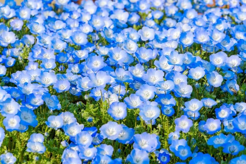 Tokyo: Mt. Fuji Photo Spots, Pink Moss & Cherry Blossom Tour - Frequently Asked Questions