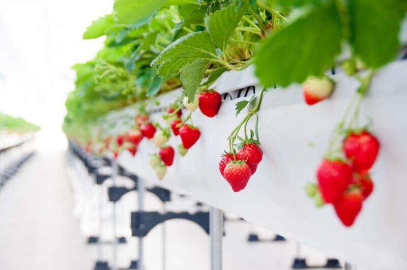 Tokyo: Mt. Fuji Yeti Ski, Hot Spring & Fruit Picking Tour - Key Points