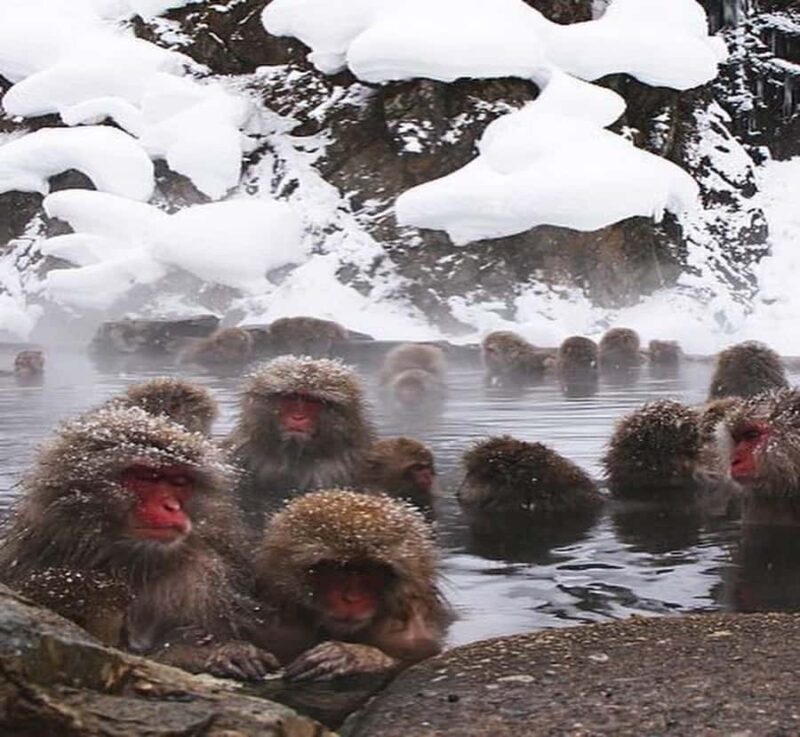Tokyo: Nagano Private Day Tour with Guide and Transfer - Visiting a Sake Brewery: A Taste of Tradition