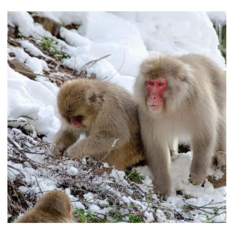 Tokyo: Nagano Snow Monkey and Zenkoji Temple Private Tour - Key Points