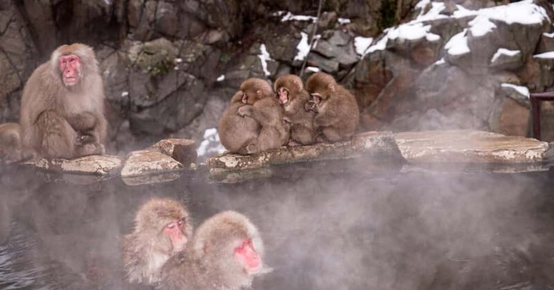 Tokyo: Nagano Snow Monkey and Zenkoji Temple Private Tour - Exploring the Nagano Private Tour: An In-Depth Look