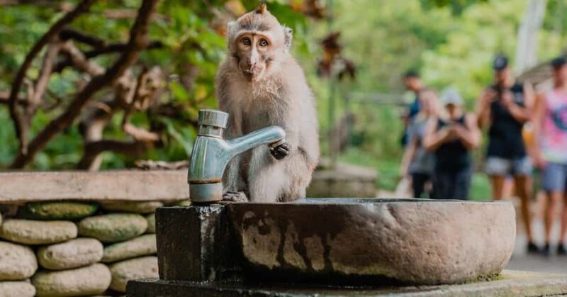 Tokyo: Nagano Snow Monkey and Zenkoji Temple Private Tour - Final Word