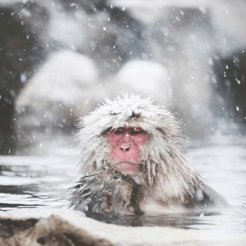 Tokyo / Nagano Snow Monkey, Obuse, Customized Private Tour - An In-Depth Look at the Itinerary