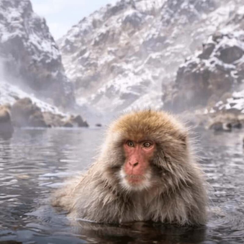 Tokyo & Nagano: Snow Monkey Sightseeing Private Guided Tour - Frequently Asked Questions