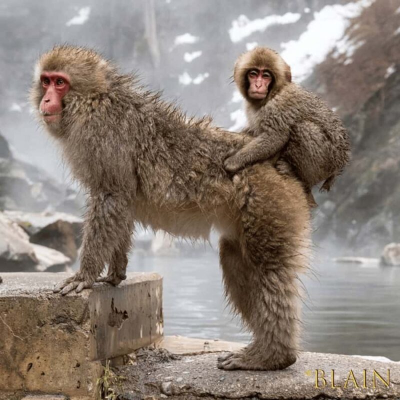 Tokyo & Nagano: Snow Monkey & Zenkoji Temple Adjustable Tour - Key Points