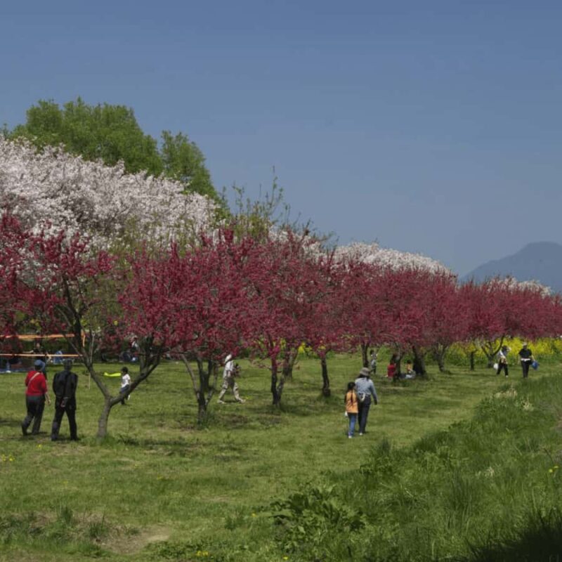 Tokyo & Nagano: Snow Monkey & Zenkoji Temple Adjustable Tour - Who Will Love This Tour?