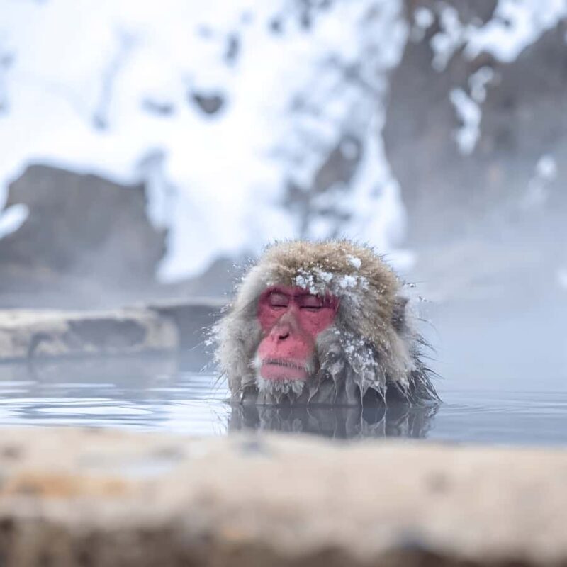 Tokyo Nagano: Snow Monkey & Zenkoji Temple Private Tour - Exploring Nagano on a Private Day Tour: A Practical Guide