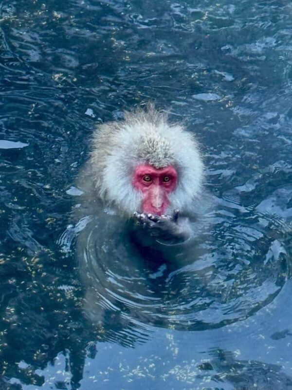 Tokyo: Nagano Snow Monkeys and Zenko-ji Temple Day Trip - A Deep Dive into the Day Trip