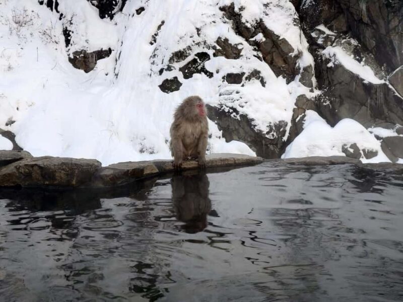 Tokyo: Nagano Snow Monkeys and Zenko-ji Temple Day Trip - Who Will Love This Tour?