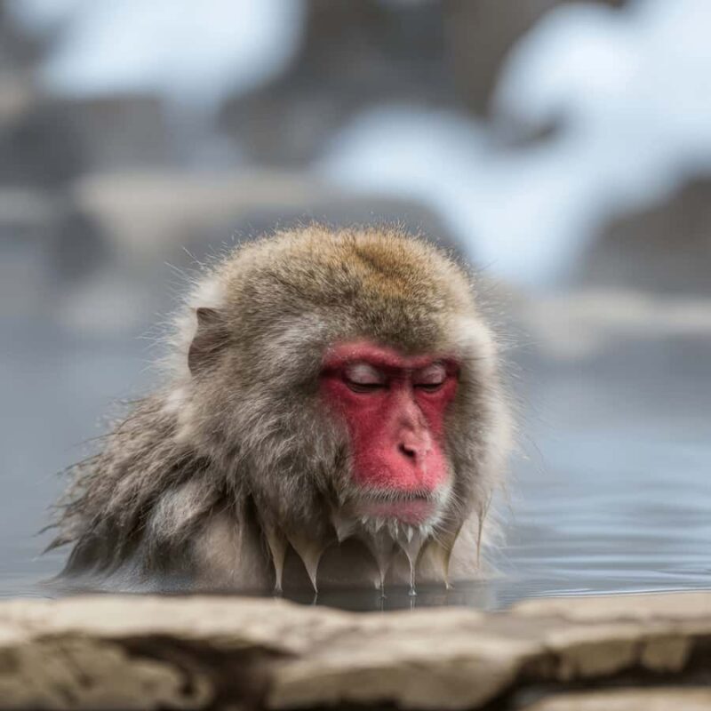 Tokyo / Nagano: Snow Monkeys Private Tour Hotel Pick & Drop - Practical Details and Value