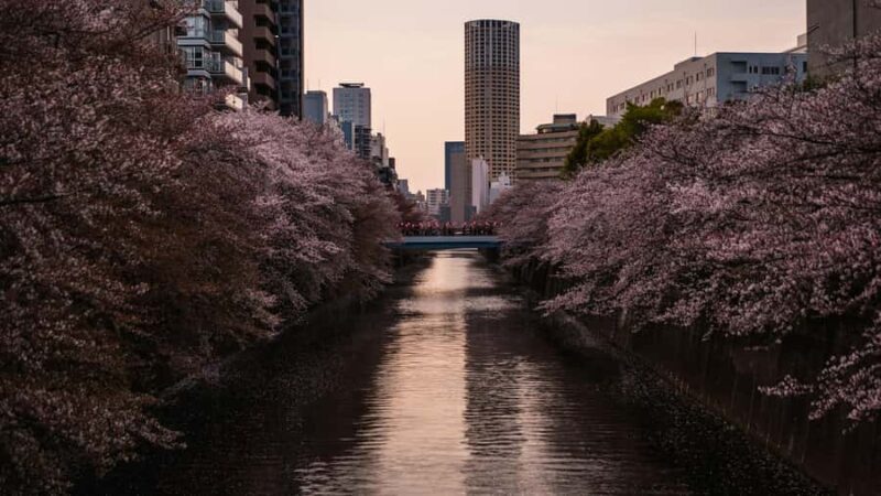 Tokyo: Nakameguro Sakura Riverside Walk with Street Stalls - The Cultural and Historical Context