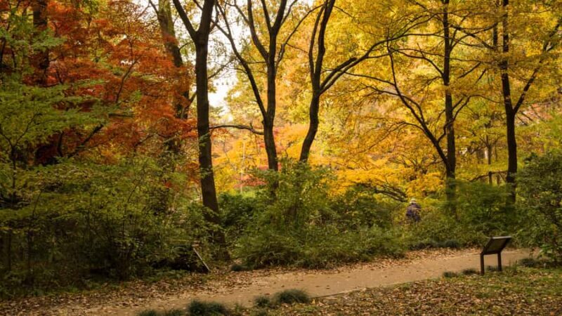 Tokyo Nature Walk: From City Parks to Neon Streets - Key Points