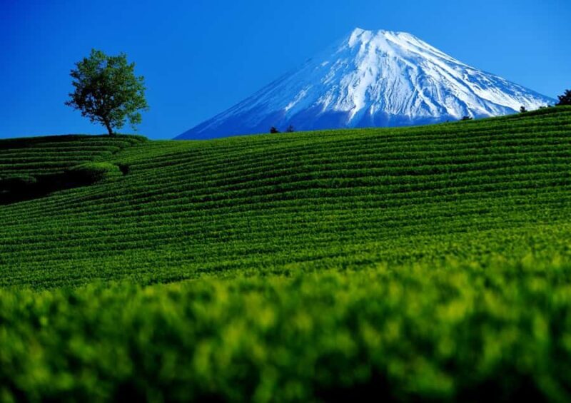 Tokyo: New Views of Mt. Fuji Cherry Blossoms & Tea Picking - FAQs