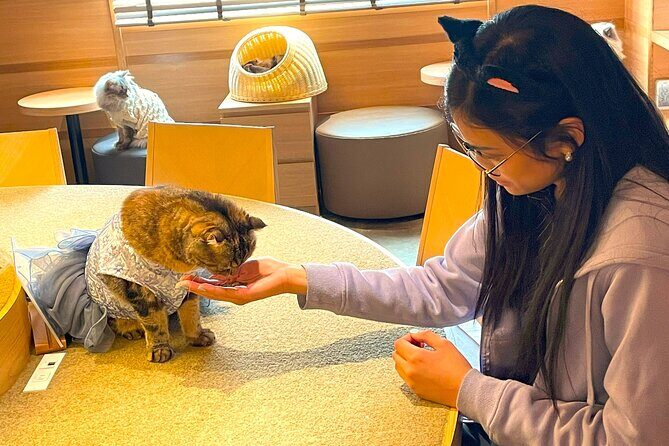 Tokyo Night Cat Tour: Cat Bookstore, Shinjuku Cat Cafe & 3D Cat - Key Points