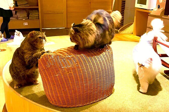 Tokyo Night Cat Tour: Cat Bookstore, Shinjuku Cat Cafe & 3D Cat - Final Thoughts: Who Should Consider This Tour?