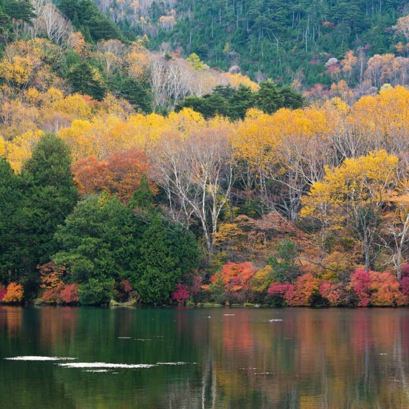 Tokyo: Nikko Chzen-ji Temple Private Full Customizable Tour - Ease of Transportation and Timing