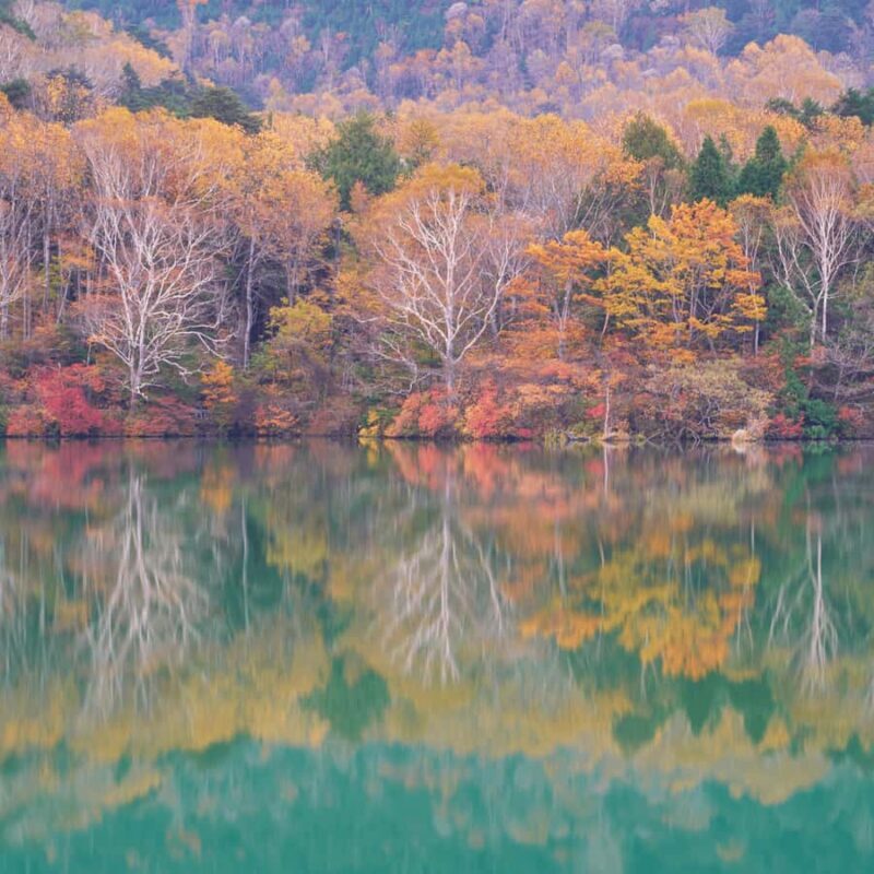 Tokyo: Nikko Cultural Private Day Tour Fully Customizable - The Drive from Tokyo to Nikkō: Setting the Scene