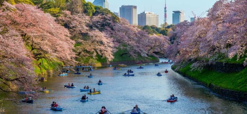 Tokyo Private Cherry Blossom Tour Picnic Included - Practical Details