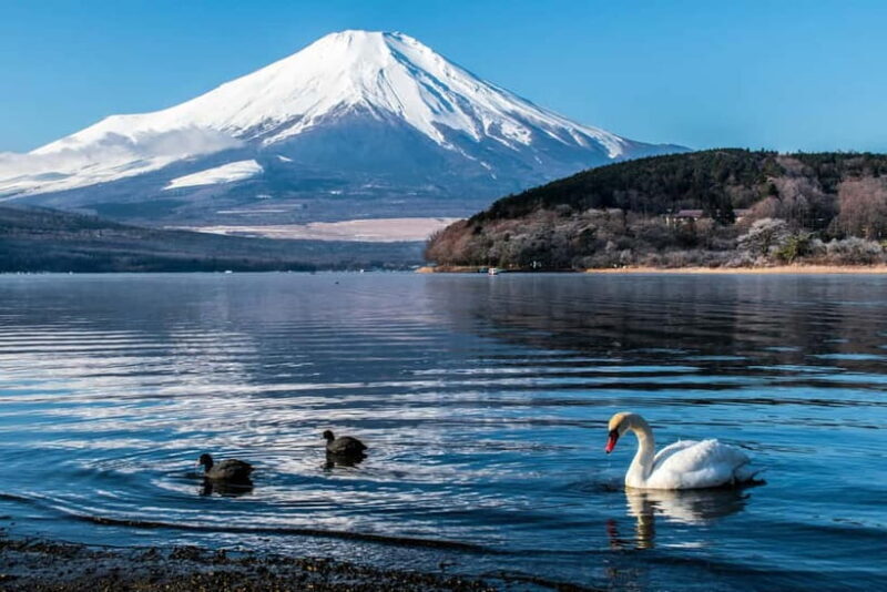 Tokyo : Private Luxury Tour To Mt Fuji With English Speaker - Key Points