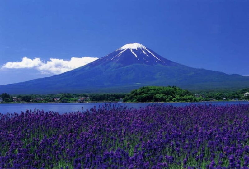 Tokyo : Private Luxury Tour To Mt Fuji With English Speaker - Are You Getting Good Value?