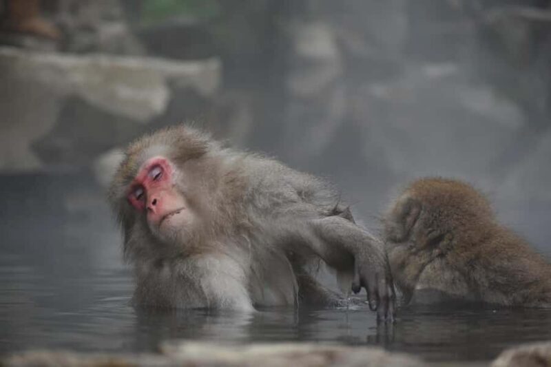 Tokyo: Private Nagano Zenko-ji & Snow Monkeys Day Trip - Key Points