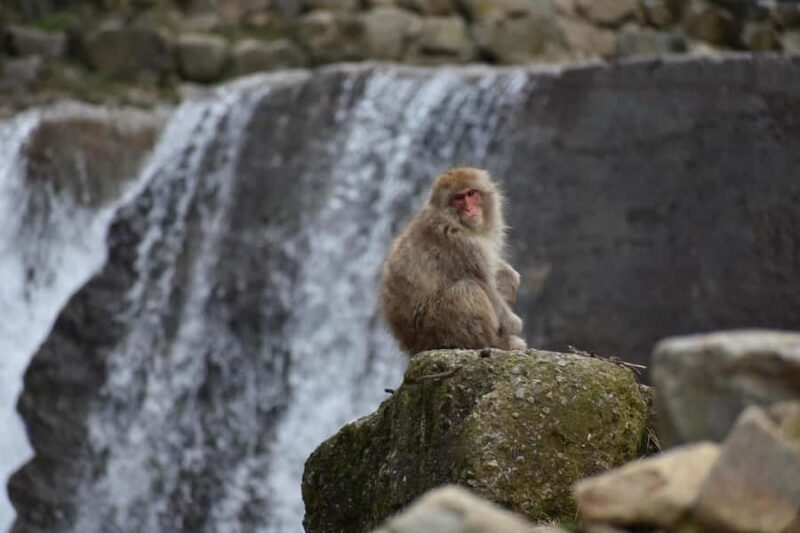 Tokyo: Private Nagano Zenko-ji & Snow Monkeys Day Trip - The Bottom Line