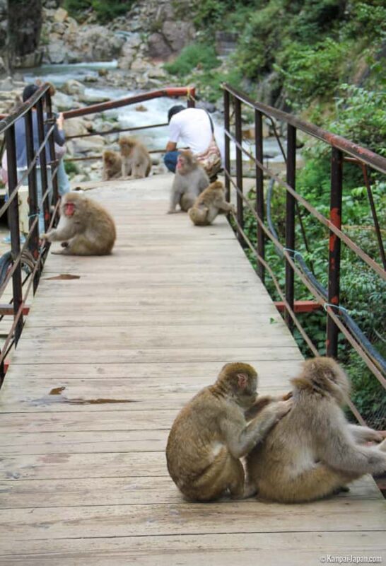 Tokyo: Private Tour to Nagano with Snow Monkeys - Starting Point and Logistics