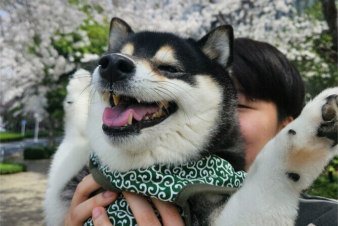 Tokyo Private Tour with Transportation and English Guide - Authentic Experiences That Truly Deliver