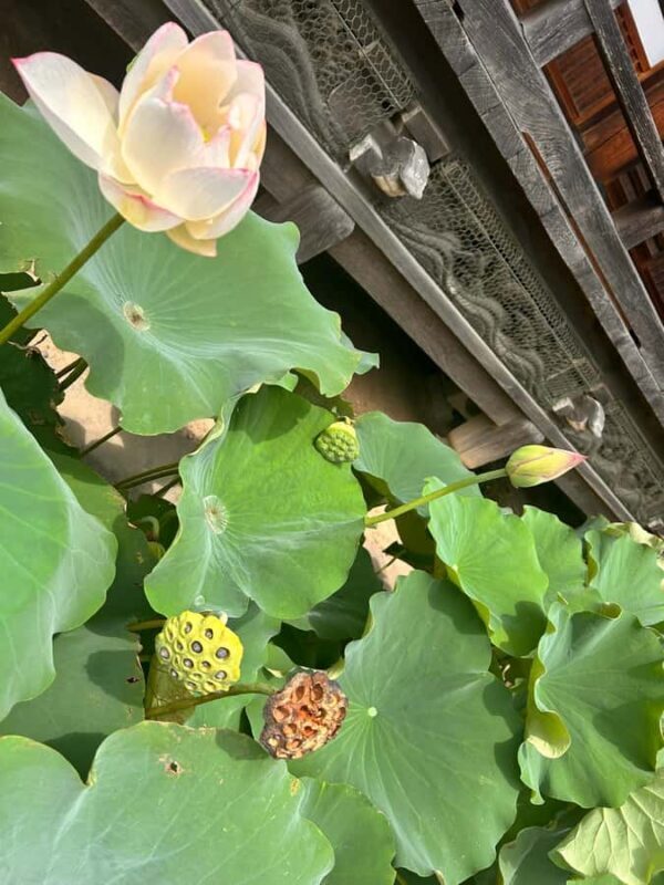 TOKYO: Professional Gardener Guides Gardens by E-bike -BASIC - Key Points