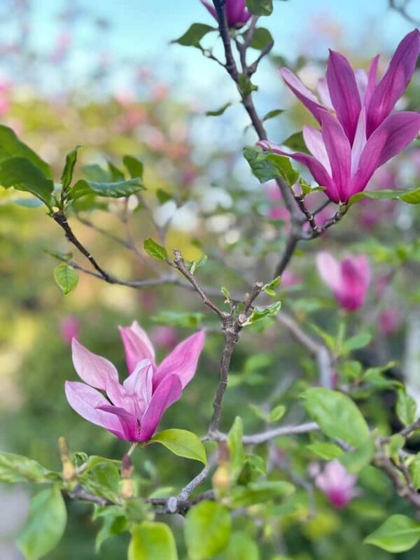 TOKYO: Professional Gardener Guides Gardens by E-bike -BASIC - FAQs