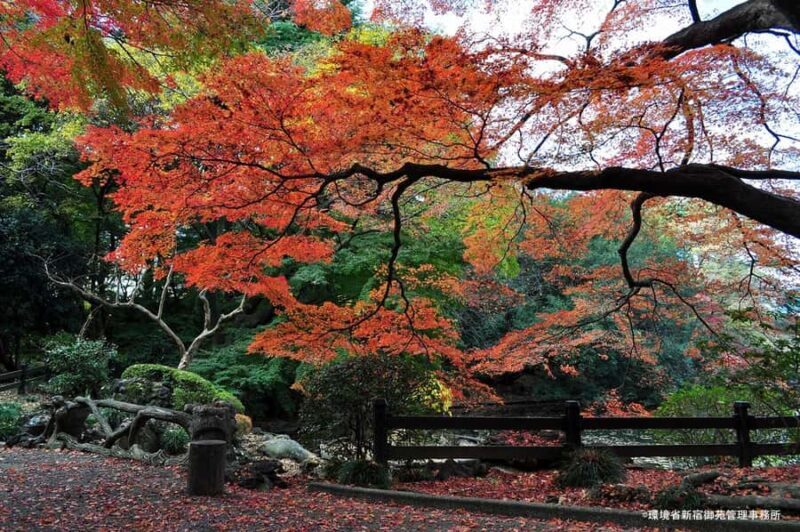 Tokyo: Shinjuku Gyoen Autumn Leaves Stroll (Entry Included) - Key Points