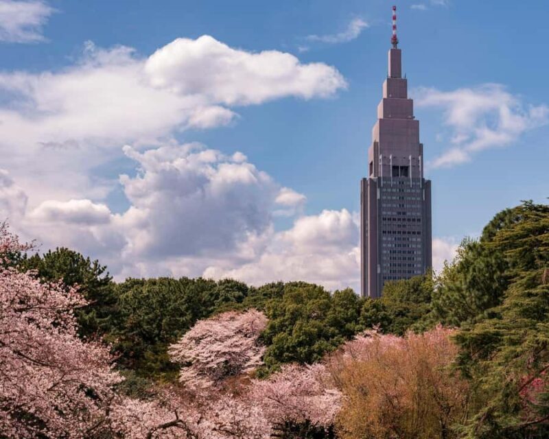 Tokyo: Shinjuku Gyoen Cherry Blossom Tour & Entry - Key Points