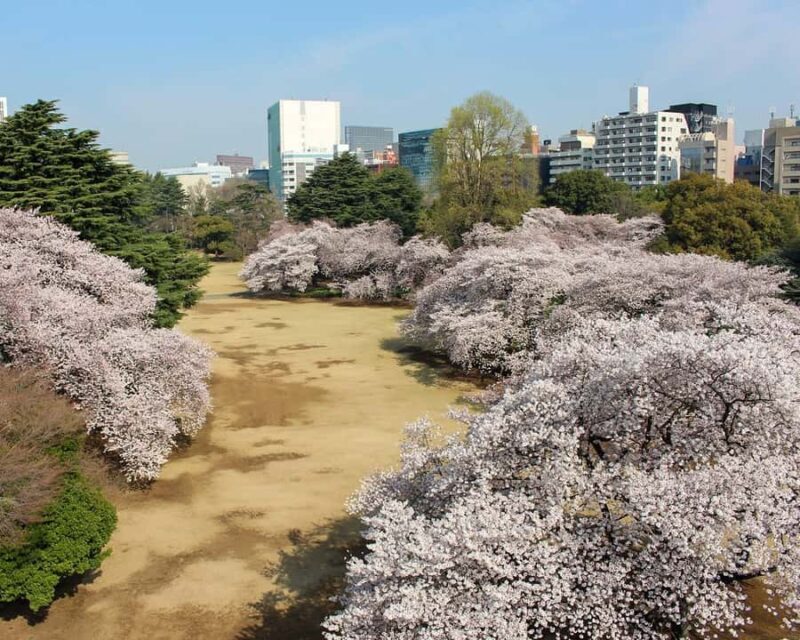 Tokyo: Shinjuku Gyoen Cherry Blossom Tour & Entry - Why Choose the Shinjuku Gyoen Cherry Blossom Tour?