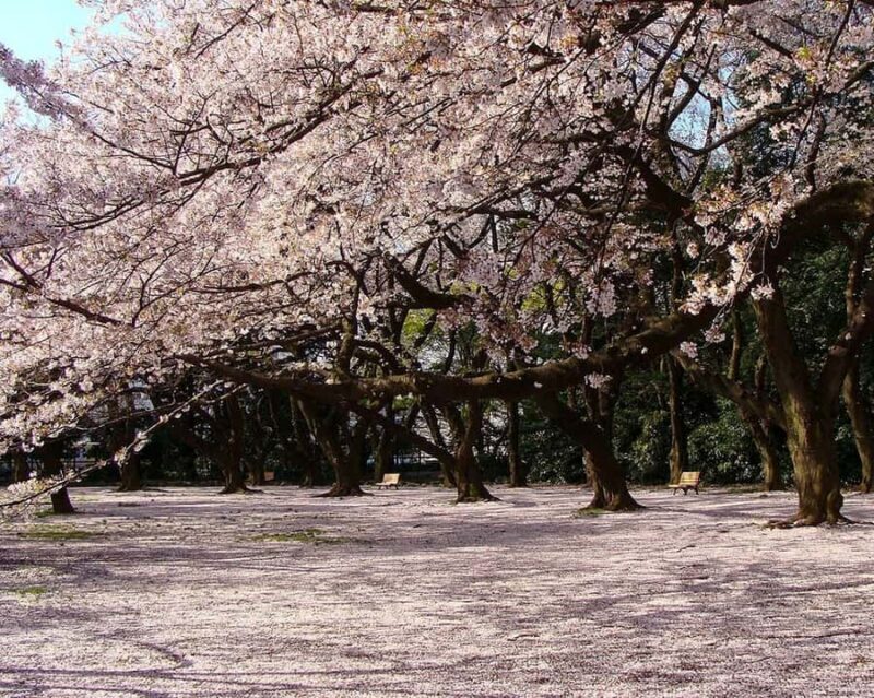 Tokyo: Shinjuku Gyoen Cherry Blossom Tour & Entry - The Value of a Short, Focused Tour