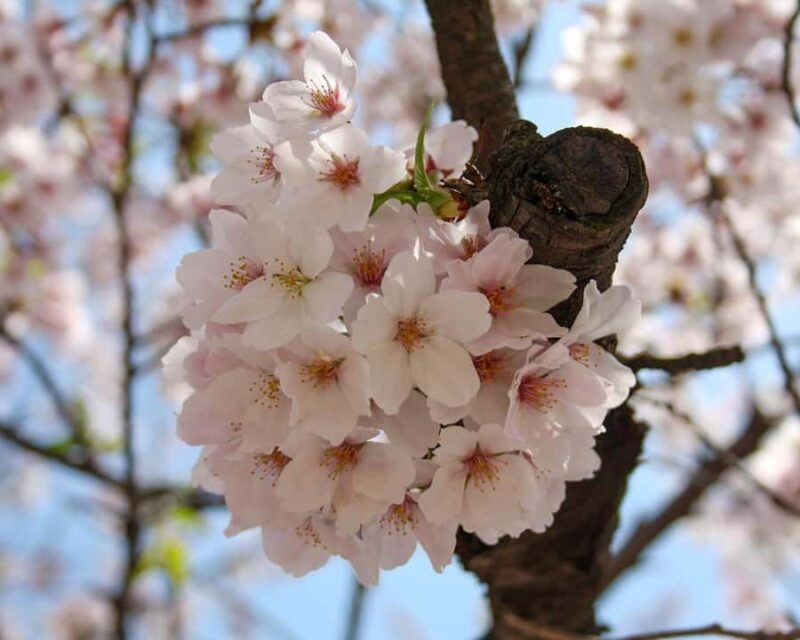 Tokyo: Shinjuku Gyoen Cherry Blossom Tour & Entry - Who Will Love This Tour?